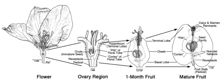 How do you like them Apples! The core chemistry of their internal structure