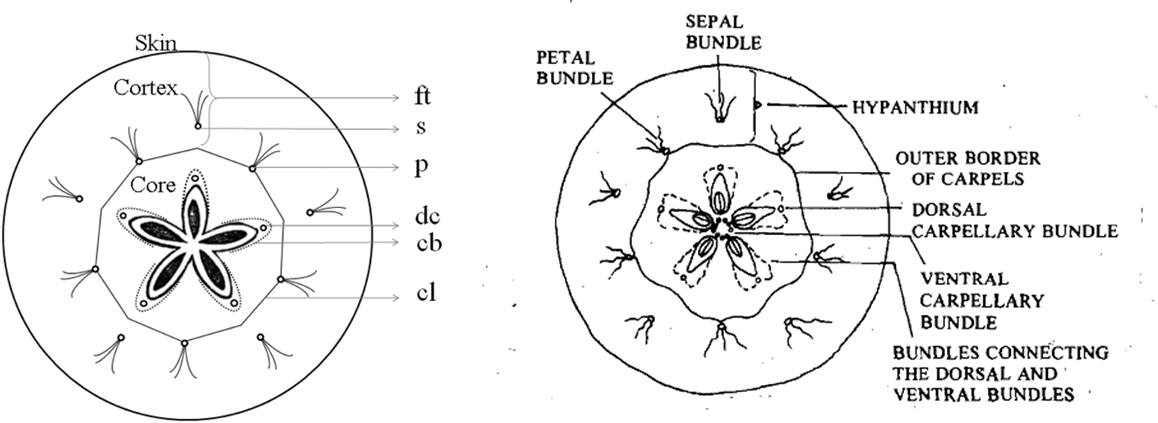 How do you like them Apples! The core chemistry of their internal structure