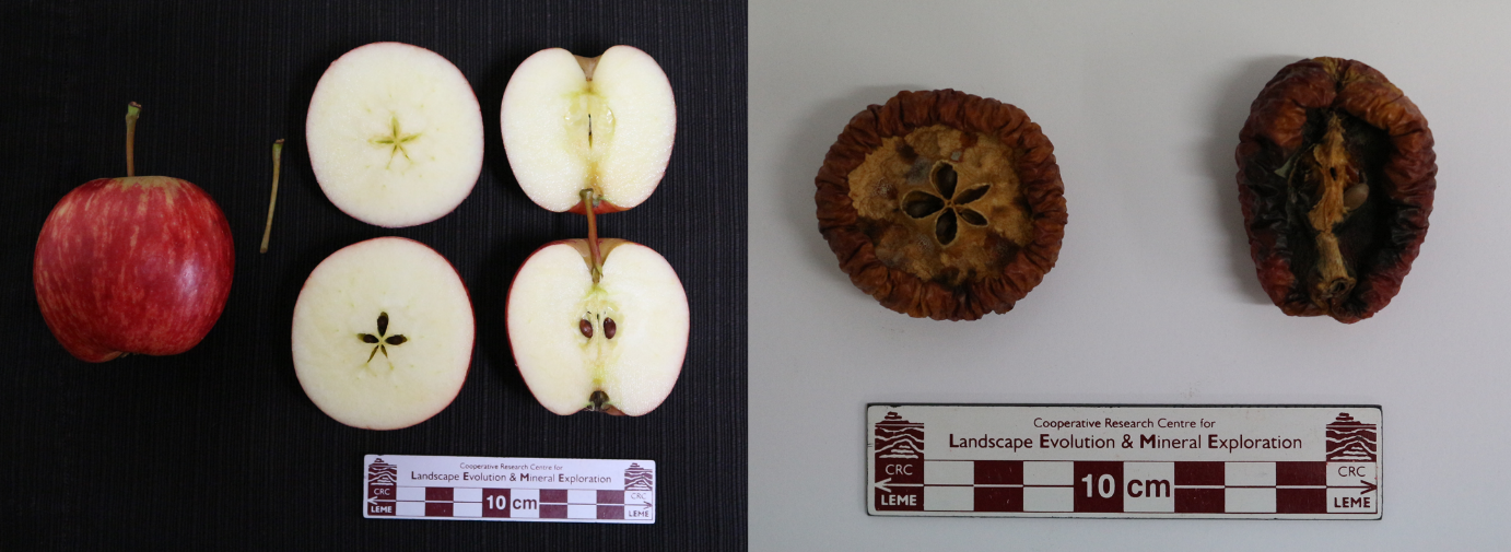 Rotten Apples (Part II) Dead or Alive?