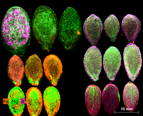 The Tiny Powerhouses: Pumpkin Seeds - Portable Spectral Services